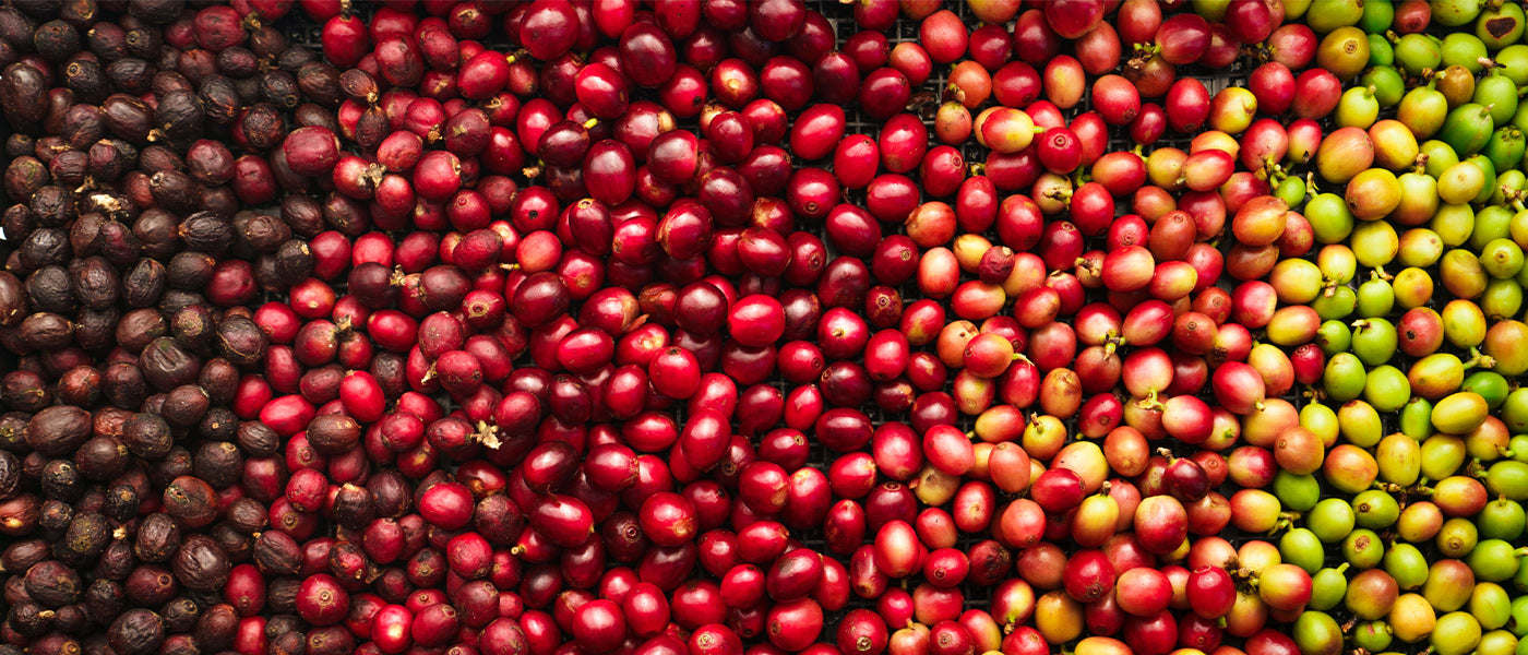 From Bean to Brew: The Art of Coffee Growing, Harvesting, and Roasting ...