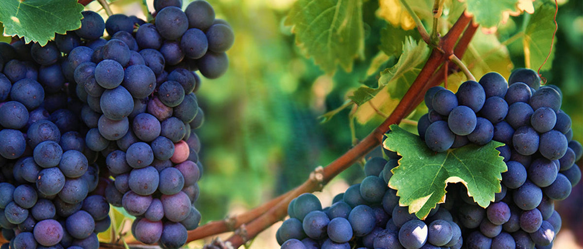 Grape Pomegranate Italian Soda Recipe – ECS Coffee